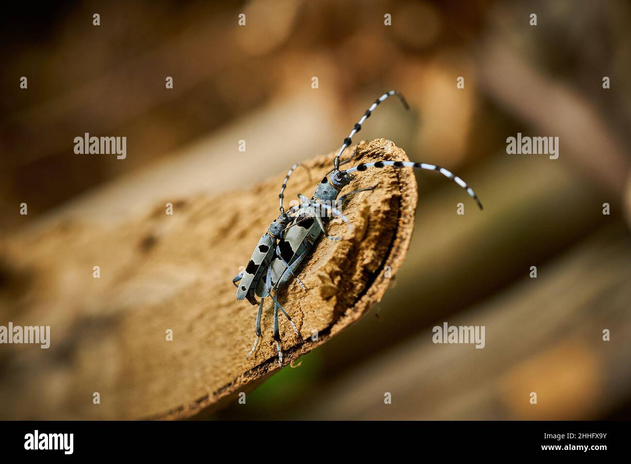 Rosalia Longicorn (Rosalia alpina) during mating. Blue beetle. Mating ...