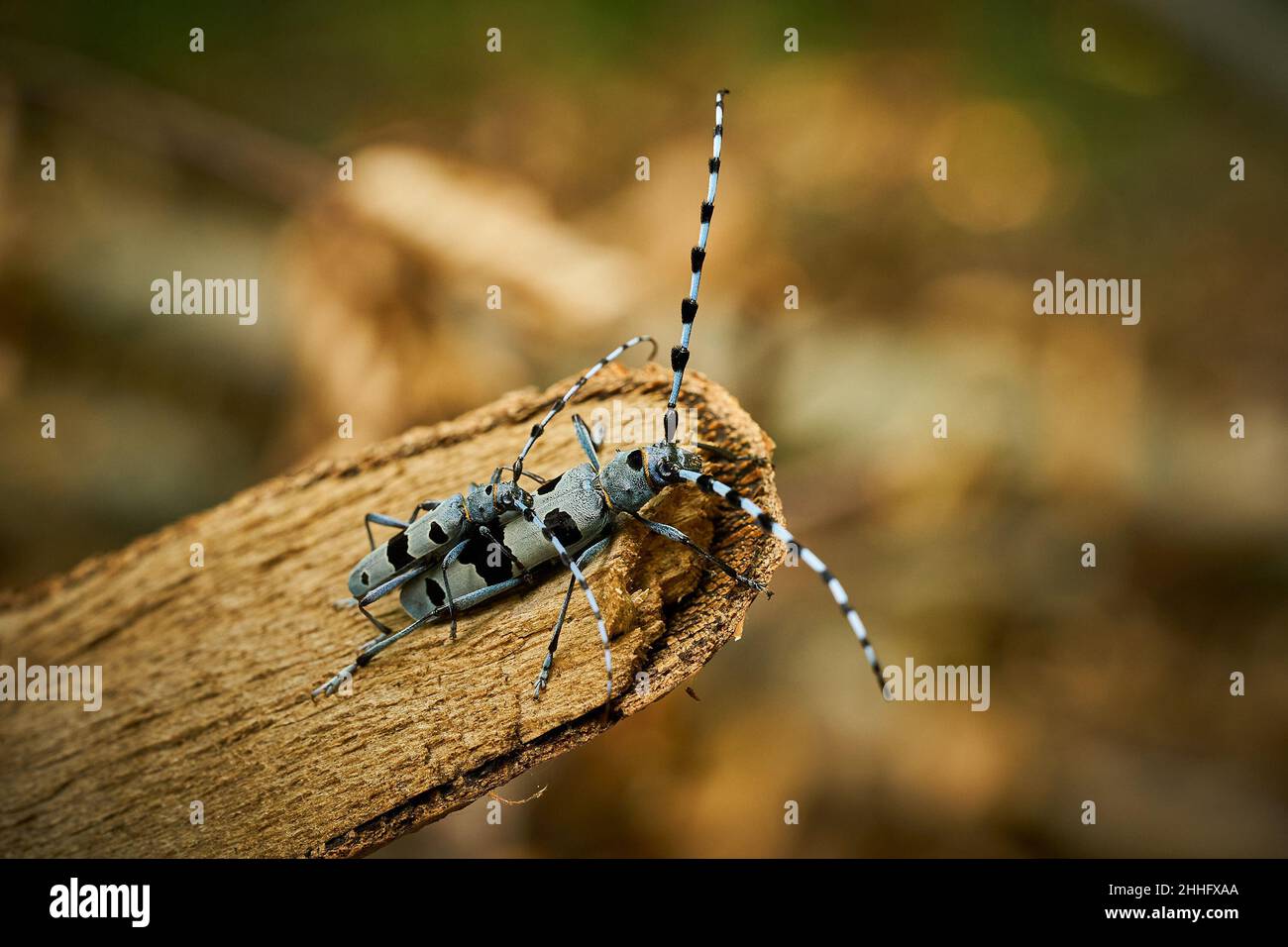 Rosalia Longicorn (Rosalia alpina) during mating. Blue beetle. Mating ...