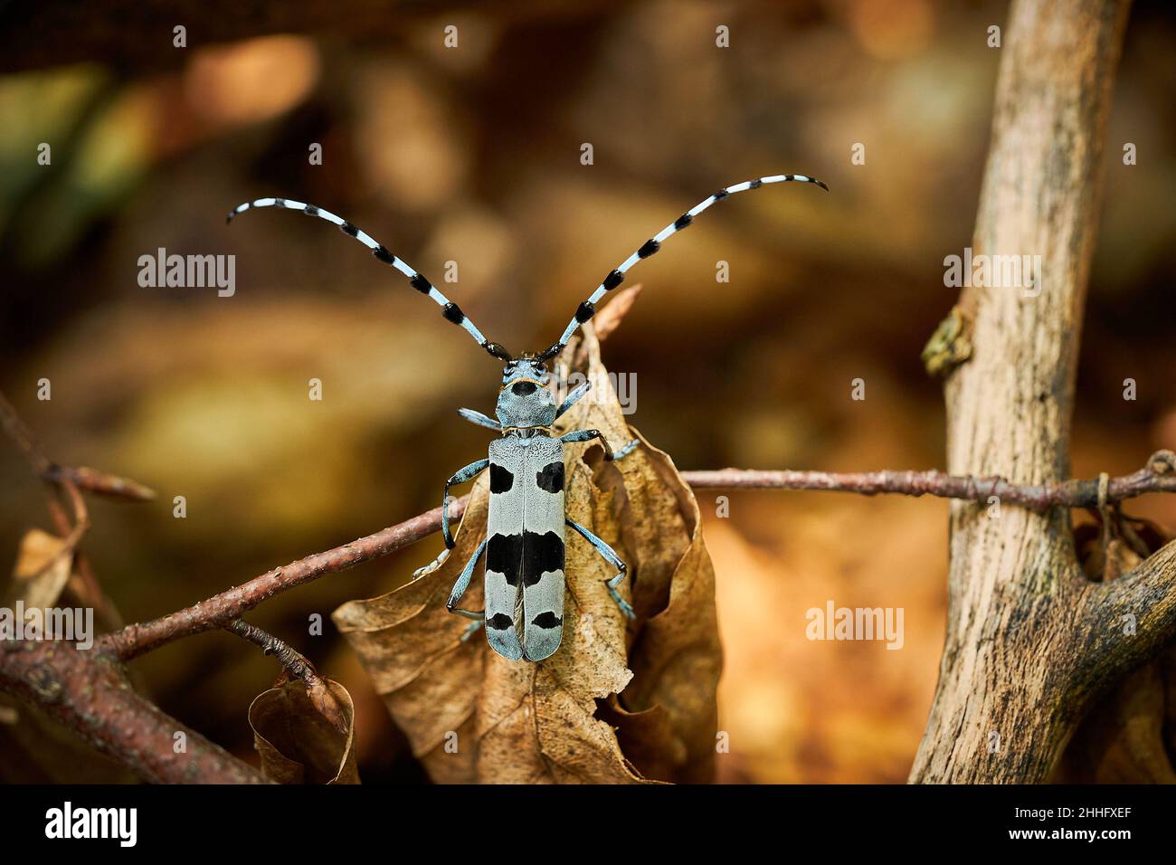Rosalia Longicorn (Rosalia alpina) during mating. Blue beetle. Mating ...
