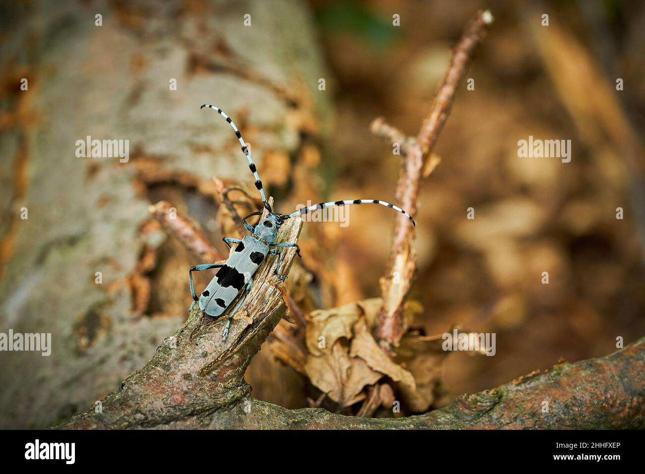 Rosalia Longicorn (Rosalia alpina) during mating. Blue beetle. Mating ...