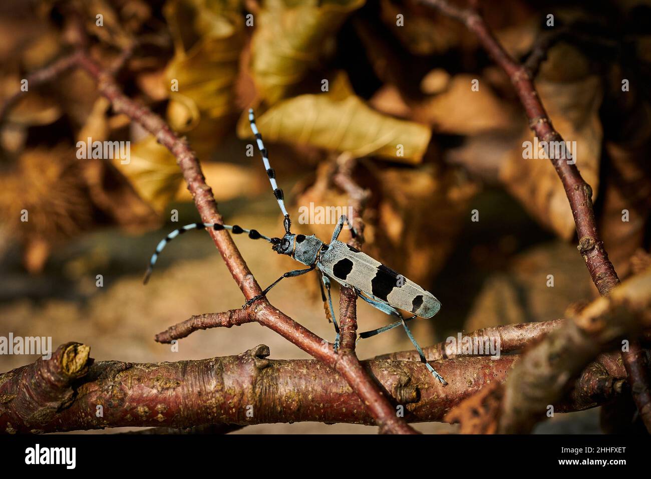 Rosalia Longicorn (Rosalia alpina) during mating. Blue beetle. Mating ...