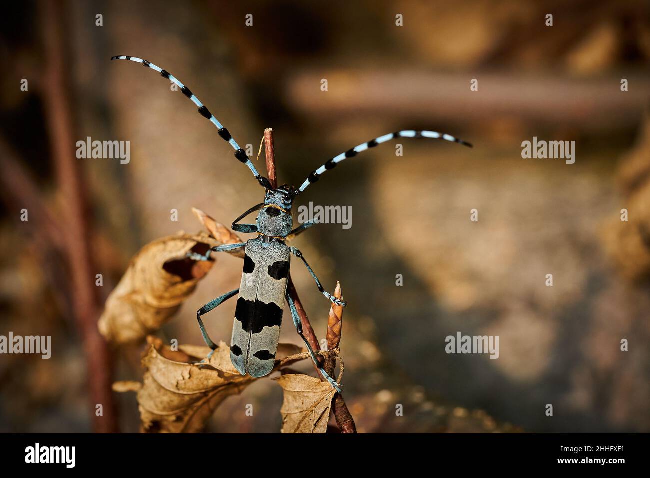 Rosalia Longicorn (Rosalia alpina) during mating. Blue beetle. Mating ...