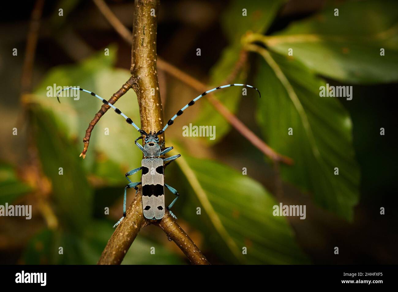 Rosalia Longicorn (Rosalia alpina) during mating. Blue beetle. Mating ...