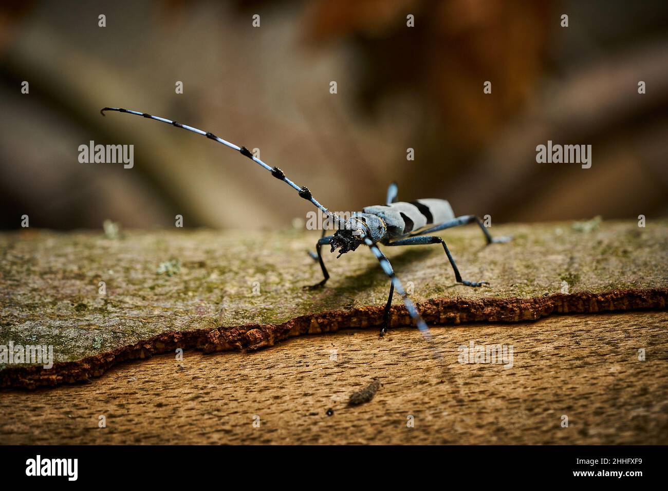 Rosalia Longicorn (Rosalia alpina) during mating. Blue beetle. Mating ...
