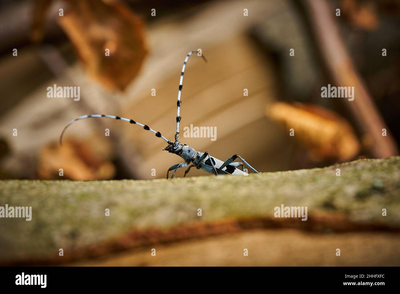 Rosalia Longicorn (Rosalia alpina) during mating. Blue beetle. Mating ...