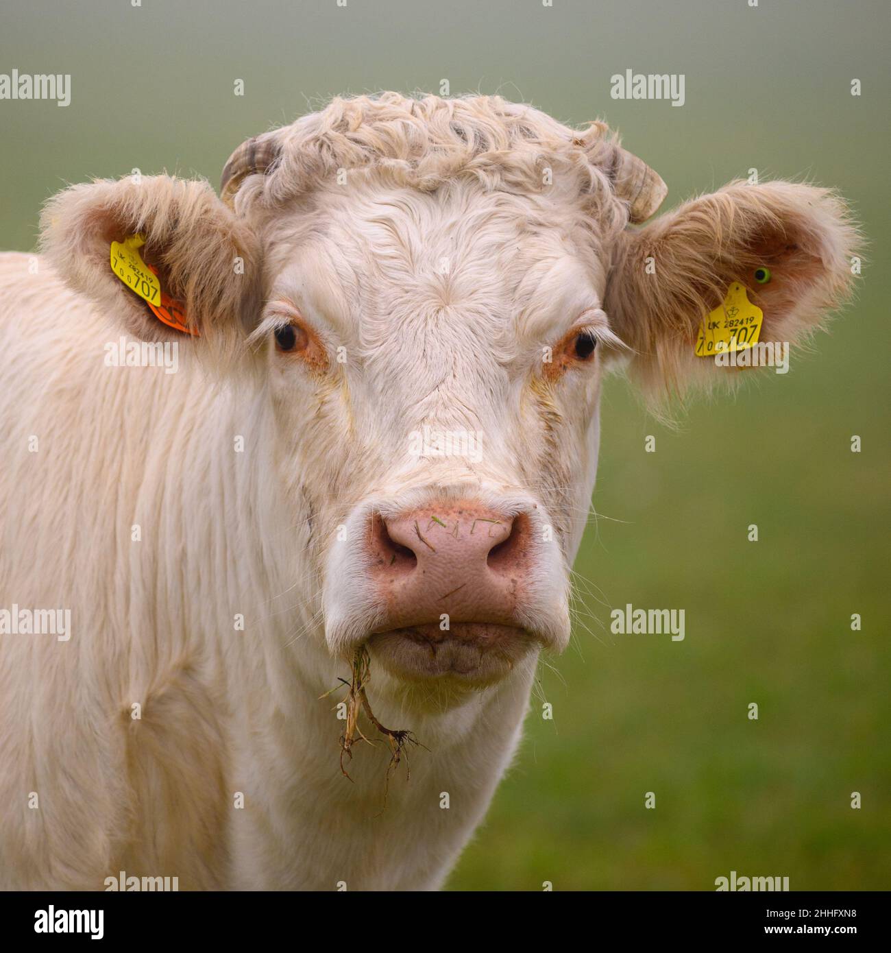 Charolais Cow