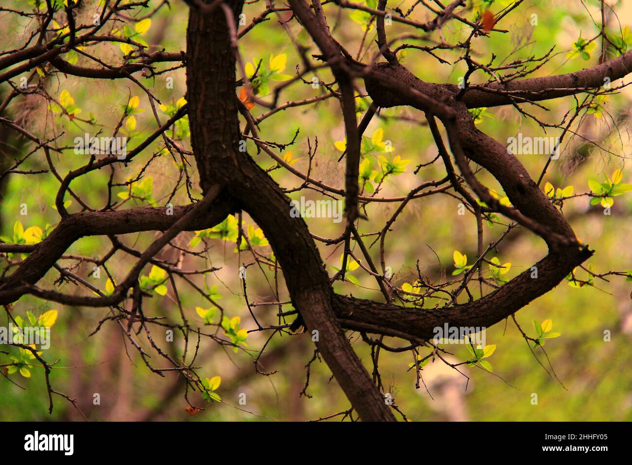 Curved branch with young leaves hi-res stock photography and images - Alamy