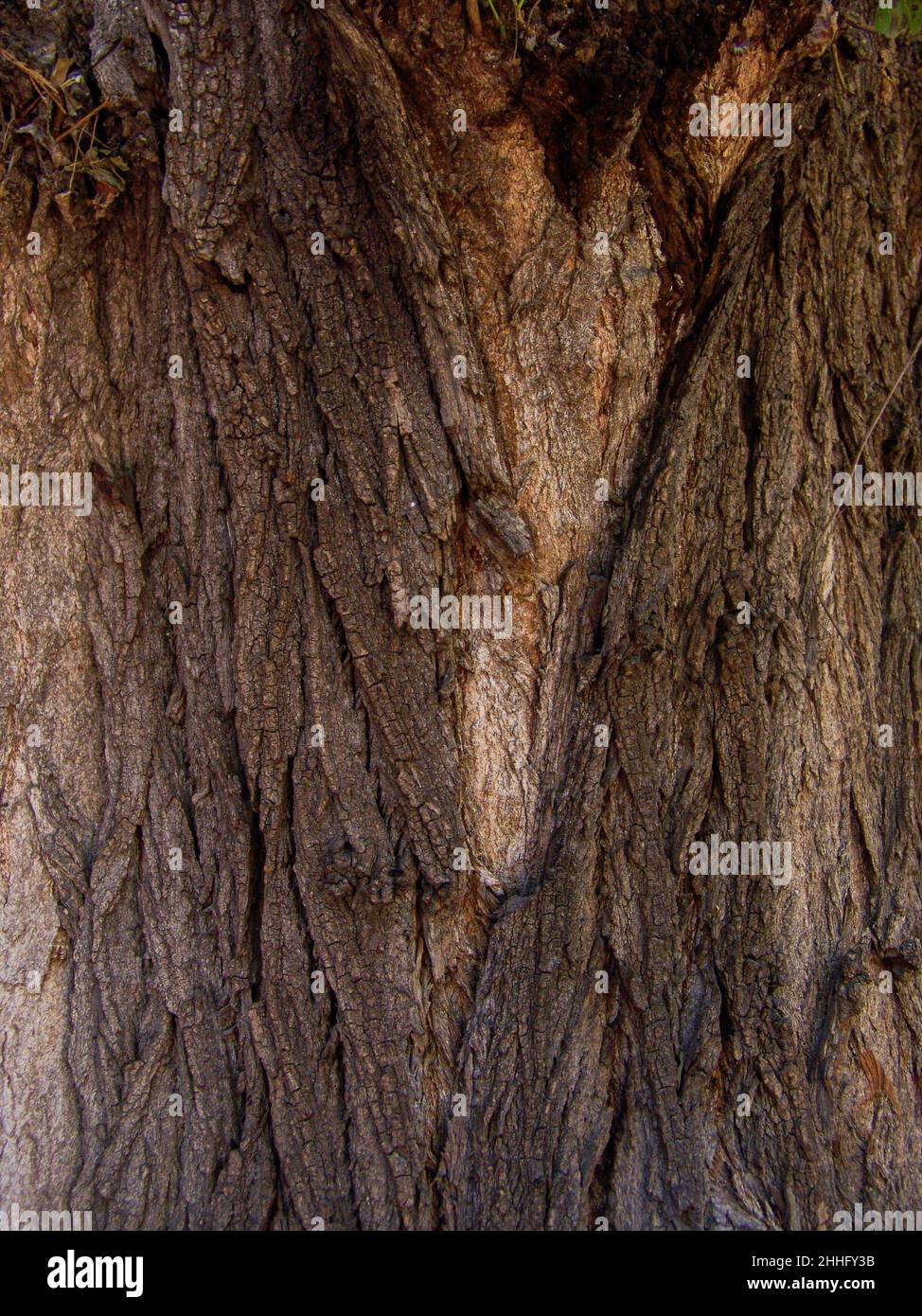 Wild wood surface texture aged realistic closeup Stock Photo - Alamy