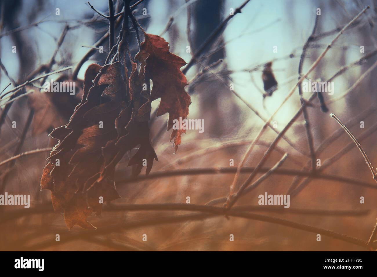 Branch leaves withered hi-res stock photography and images - Alamy