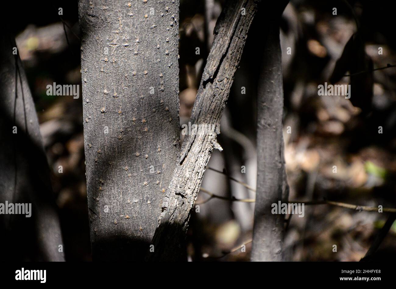 Wild wood surface texture aged realistic lanscape Stock Photo - Alamy