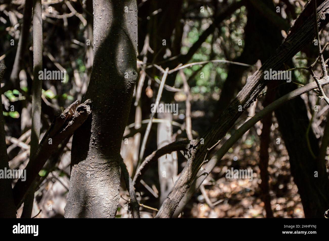 Wild wood surface texture aged realistic lanscape Stock Photo - Alamy