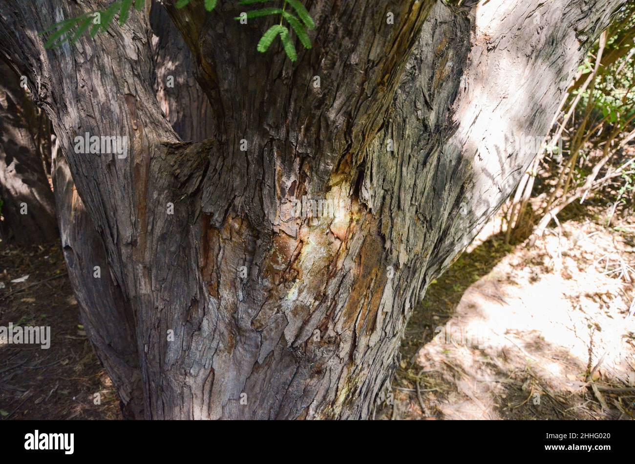 Wild wood surface texture aged realistic closeup Stock Photo - Alamy