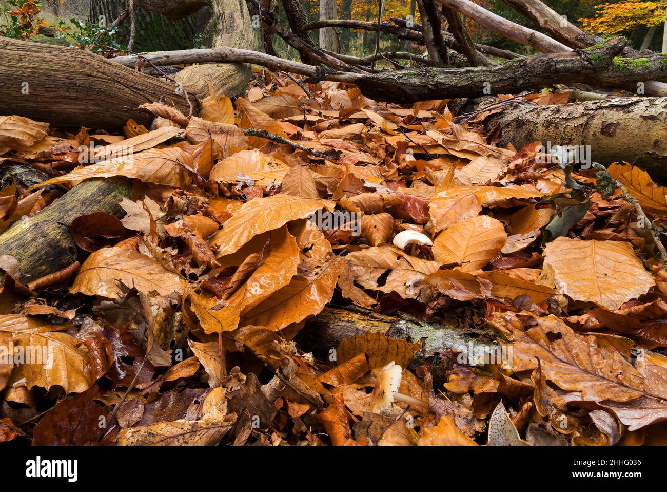 View wet forest floor hi-res stock photography and images - Alamy