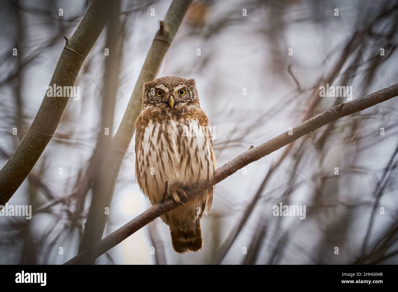 Pygmy Owl, sitting on tree branch with winter forest background ...