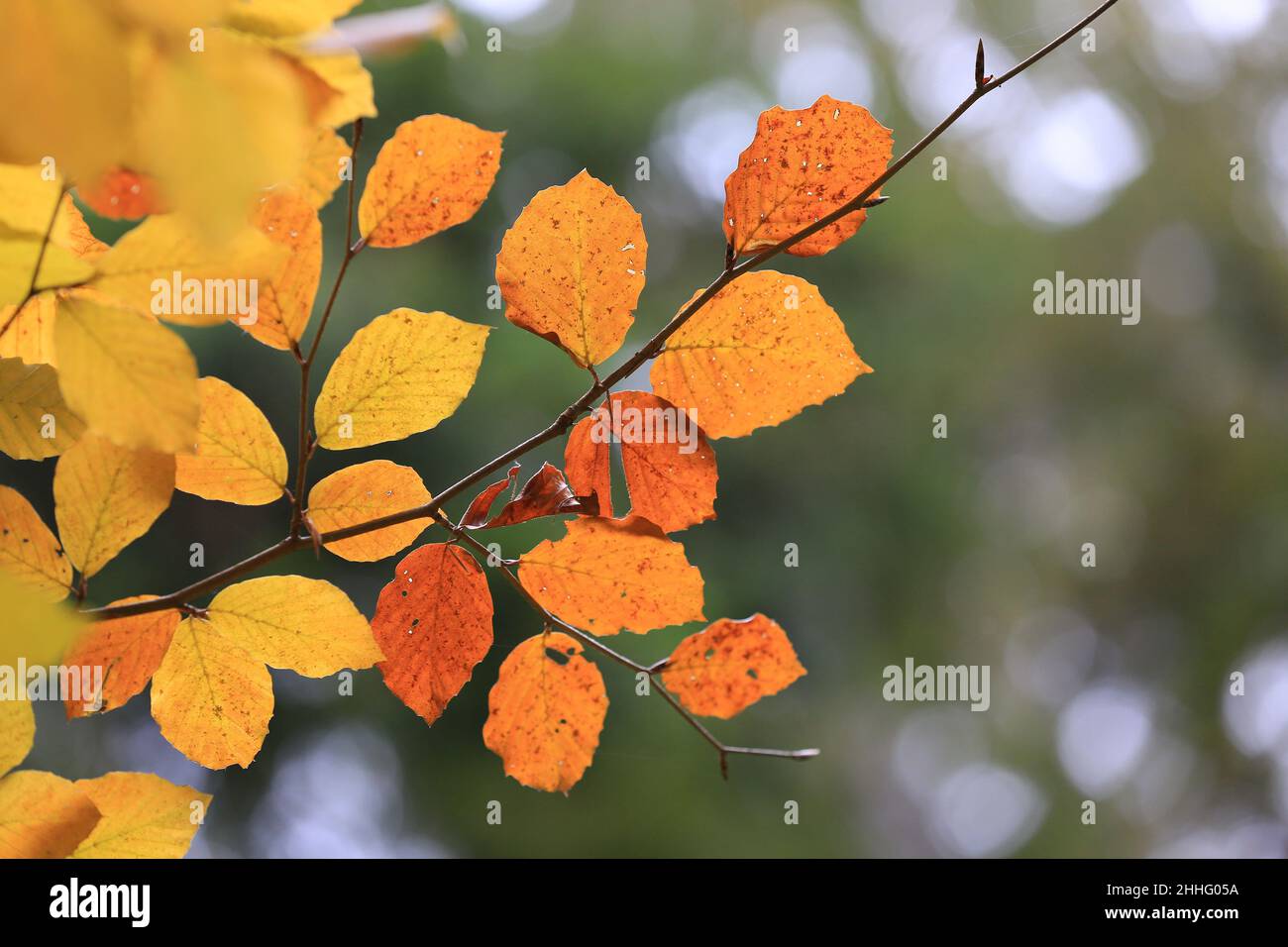 Abstract autumn tree hi-res stock photography and images - Alamy