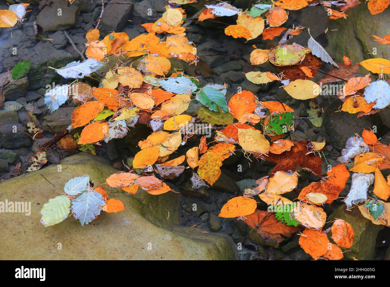 Oak leaf floating on water hi-res stock photography and images - Alamy
