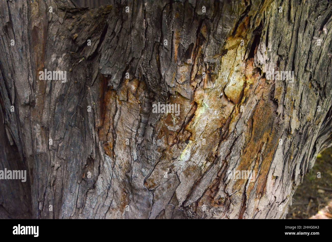 Wild wood surface texture aged realistic closeup Stock Photo - Alamy