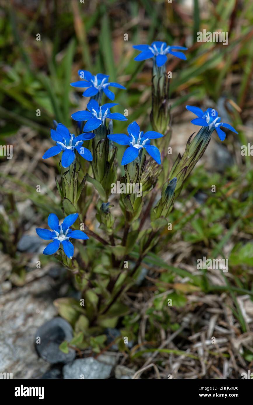 The snow gentian gentiana nivalis hi-res stock photography and images ...