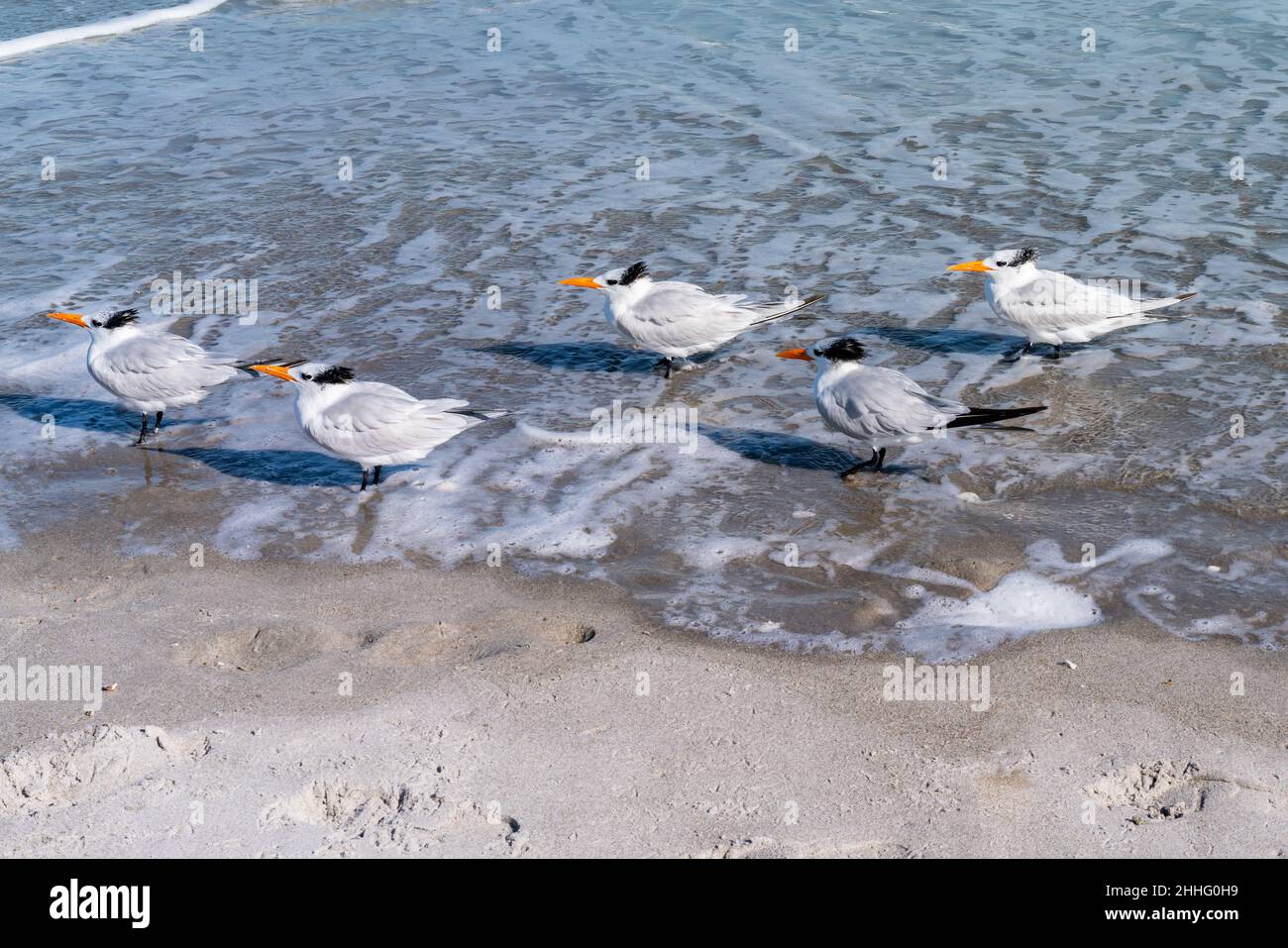 Beautiful picture with the view of Melbourne Beach in Florida with Gull ...