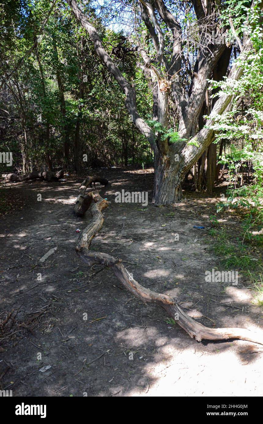 Wild wood surface texture aged realistic lanscape Stock Photo - Alamy