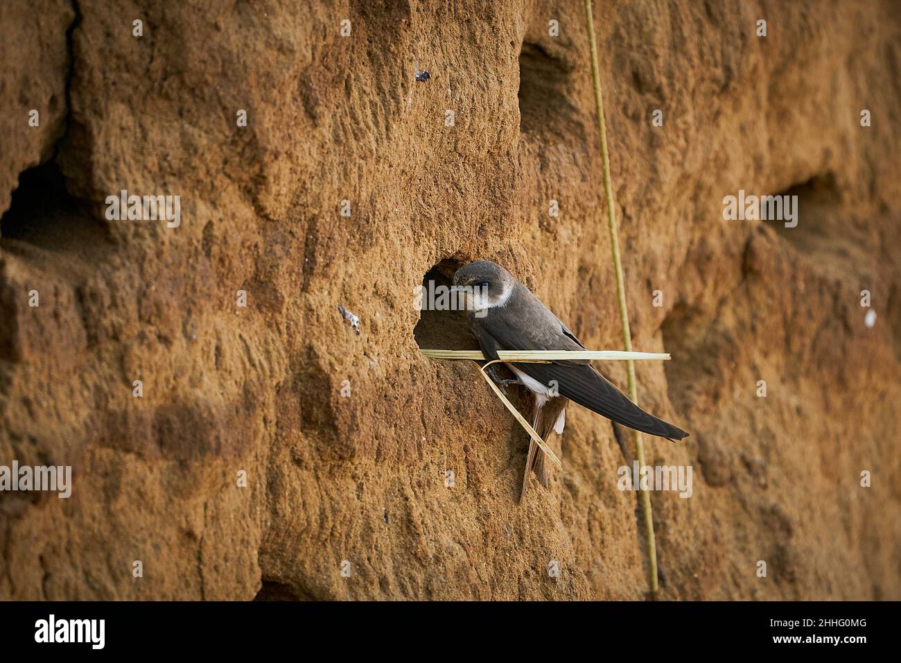 Bank Swallow (Riparia riparia) at the nesting hole. Beautiful bird in ...