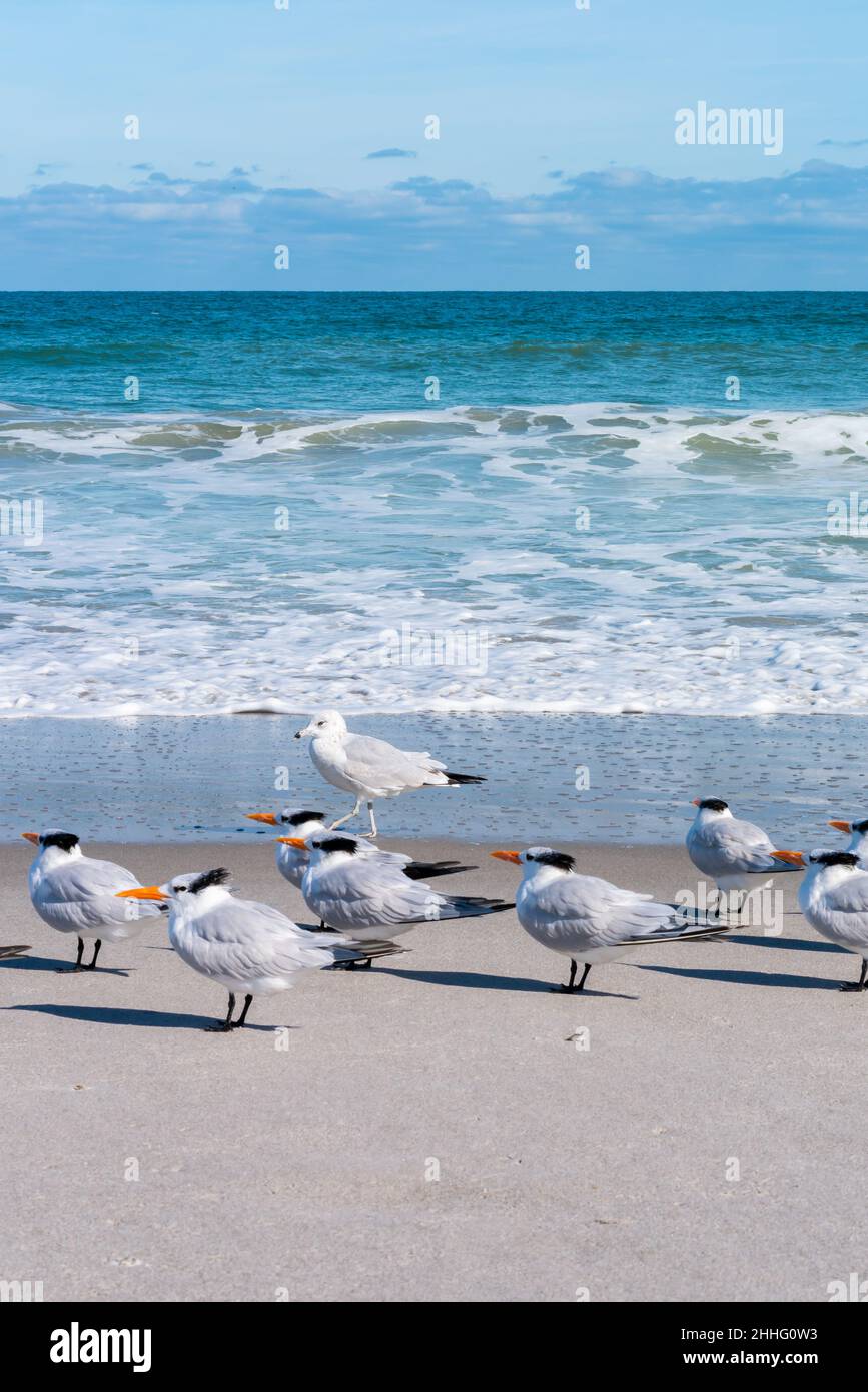 Beautiful picture with the view of Melbourne Beach in Florida with Gull ...