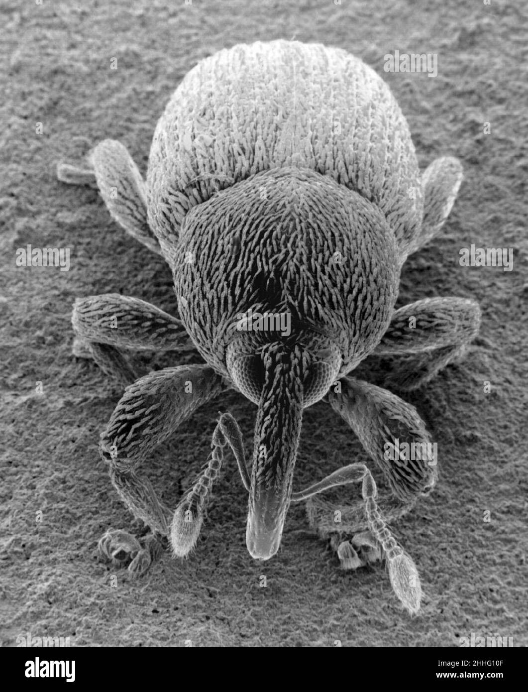 Scanning electron microscope image Black and White Stock Photos ...