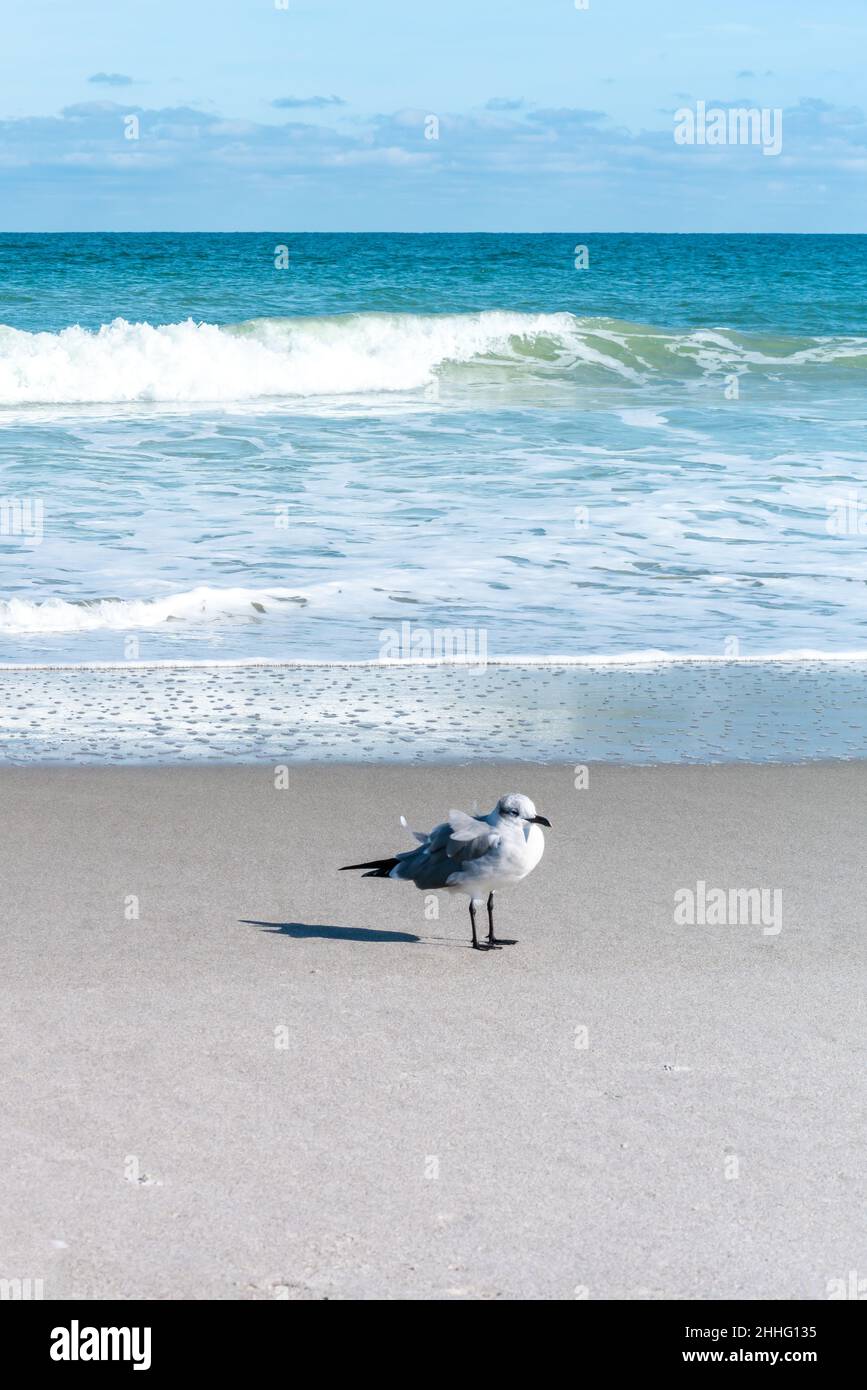 Beautiful picture with the view of Melbourne Beach in Florida with Gull ...