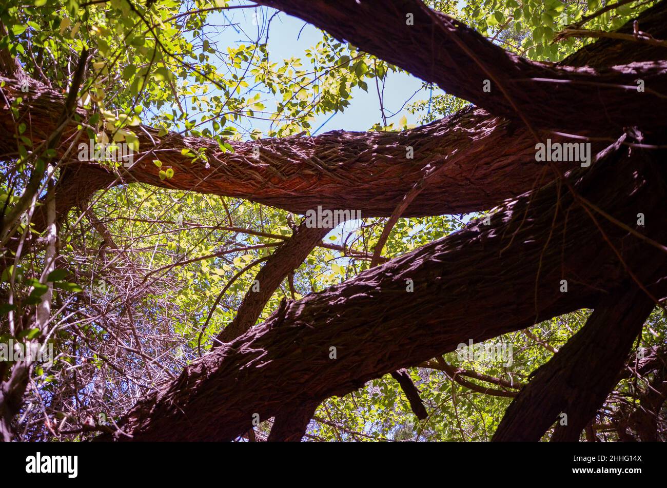 Wild wood surface texture aged realistic lanscape Stock Photo - Alamy