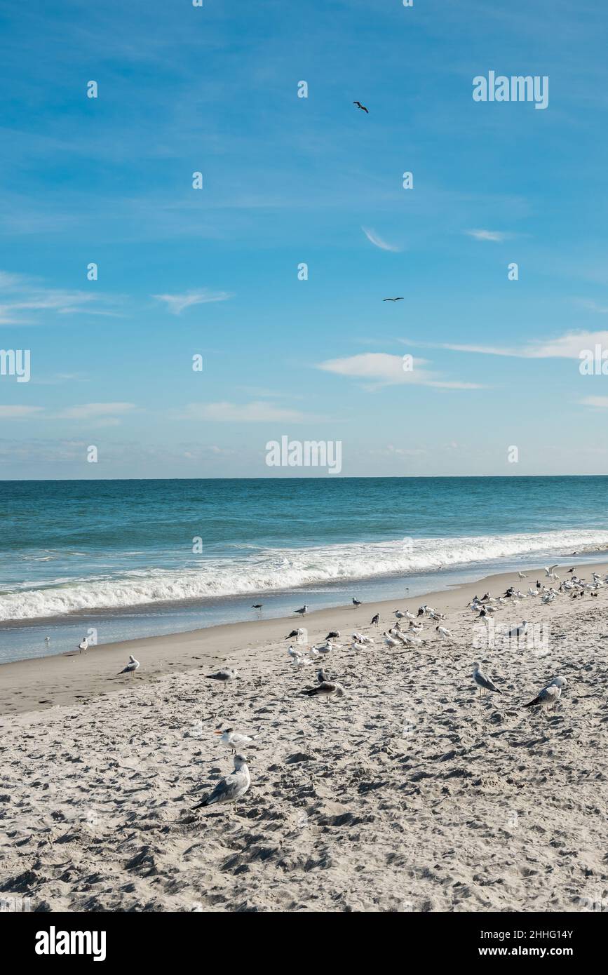 Beautiful picture with the view of Melbourne Beach in Florida with Gull ...