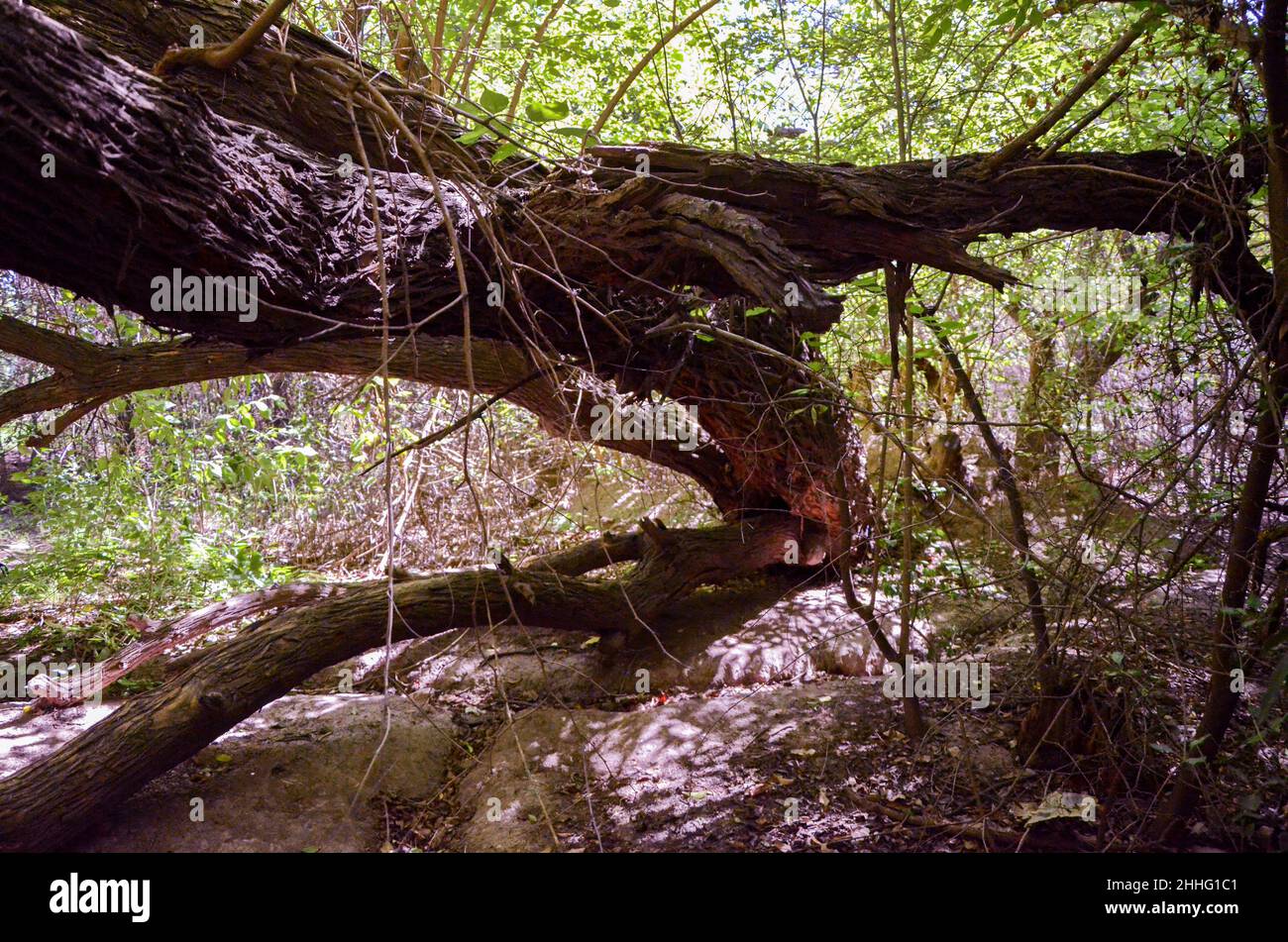 Wild wood surface texture aged realistic lanscape Stock Photo - Alamy