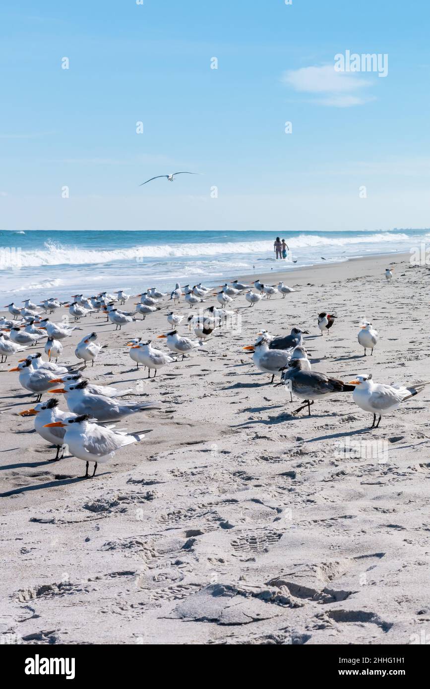 Beautiful picture with the view of Melbourne Beach in Florida with Gull ...
