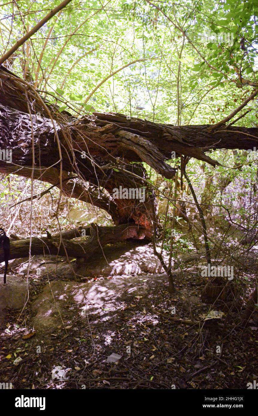 Wild wood surface texture aged realistic lanscape Stock Photo - Alamy