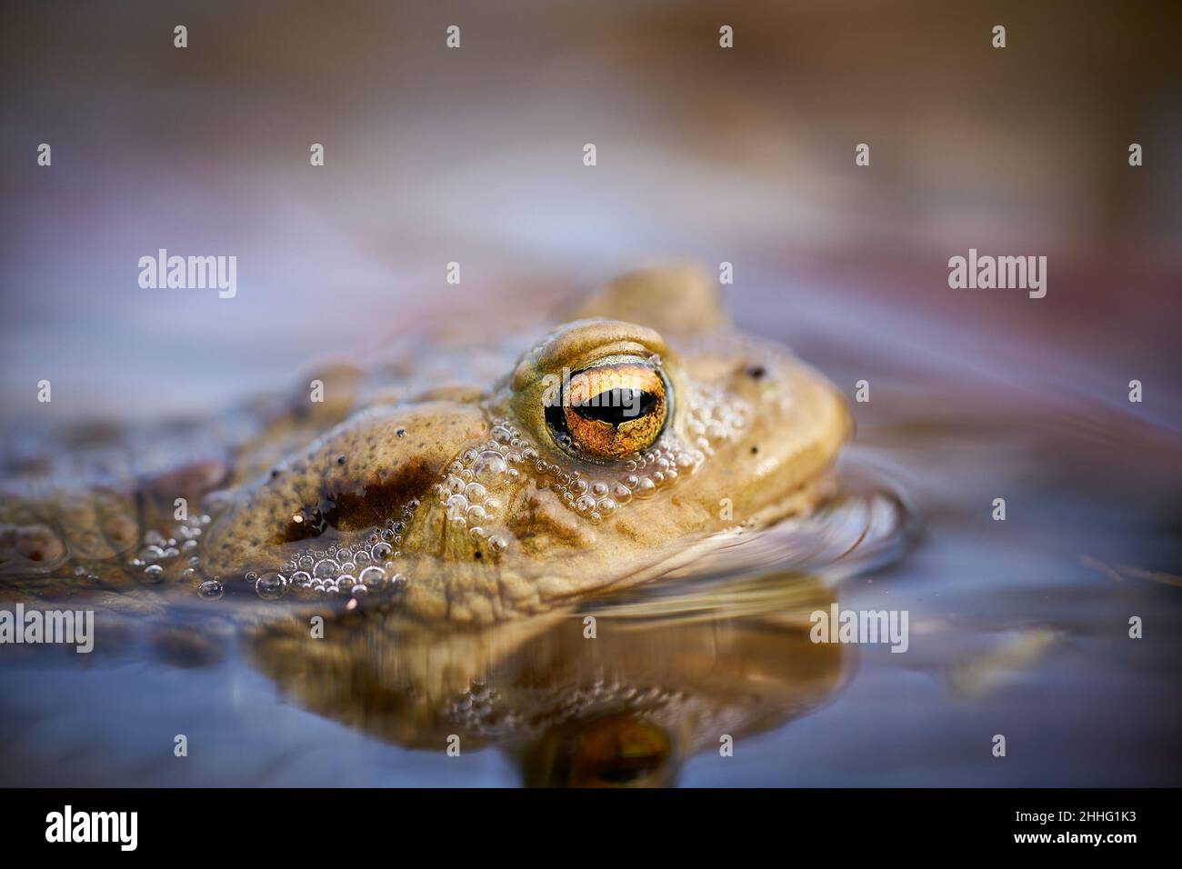 Common European Toad (Bufo bufo) in a pond. Close up of a common toad ...