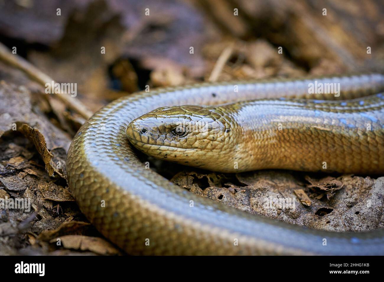 A snake basking in the sun. A closeup of the slow worm. A selective ...