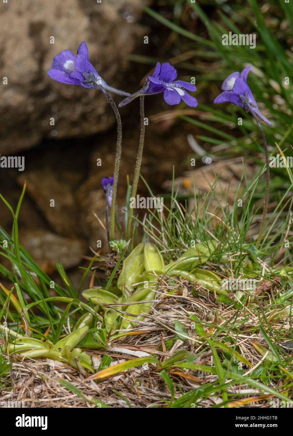 Southern Butterwort, Pinguicula leptoceras, in flower in streamside bog ...