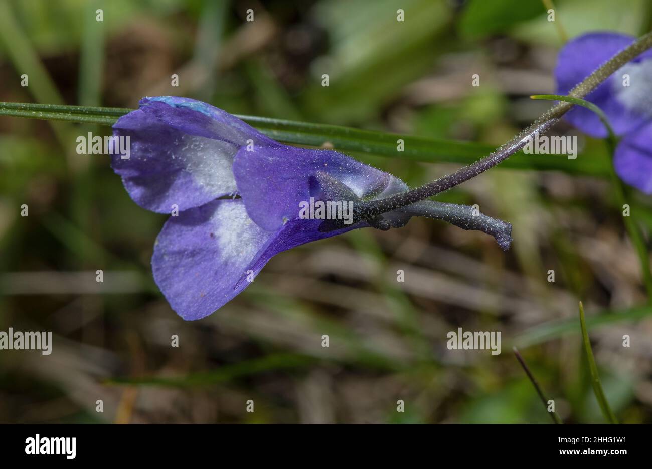 Southern Butterwort, Pinguicula leptoceras, in flower in streamside bog ...