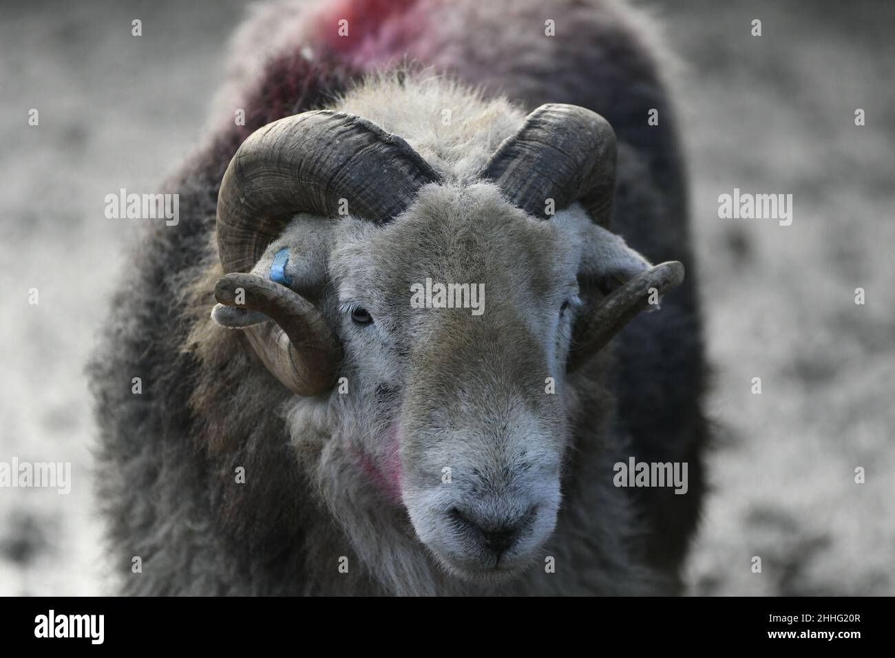 Herdwick ram hi-res stock photography and images - Alamy