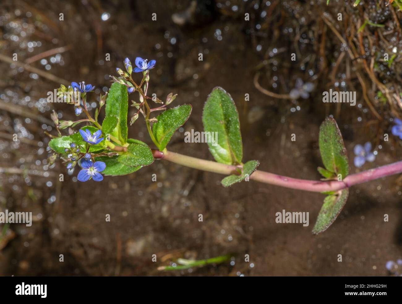 Brooklime, Veronica beccabunga in flower in stream Stock Photo - Alamy