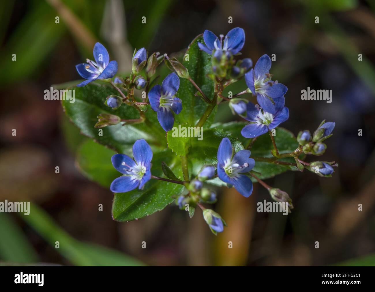Veronica beccabunga hi-res stock photography and images - Alamy