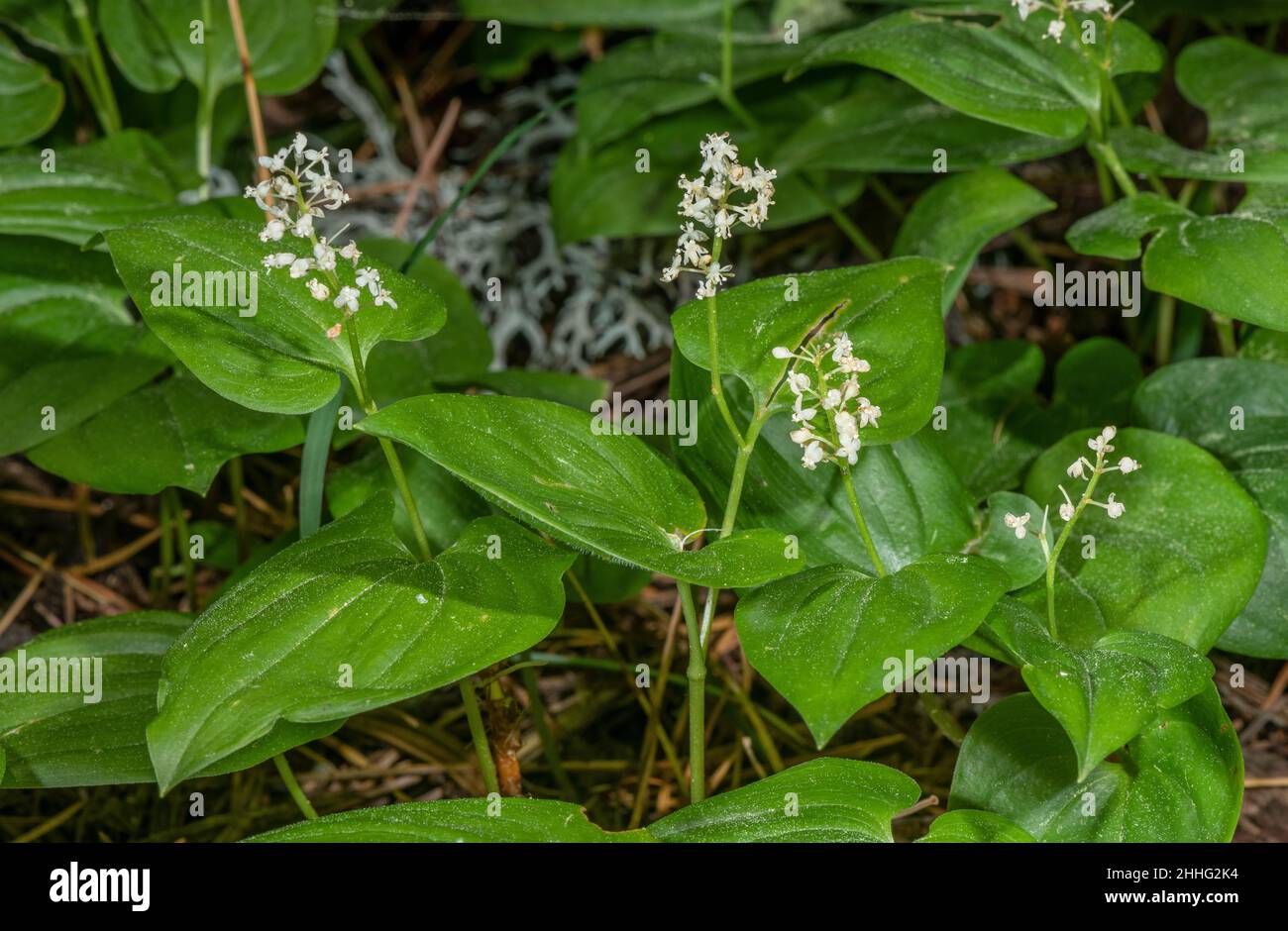 May lily, Maianthemum bifolium in flower in woodland Stock Photo - Alamy