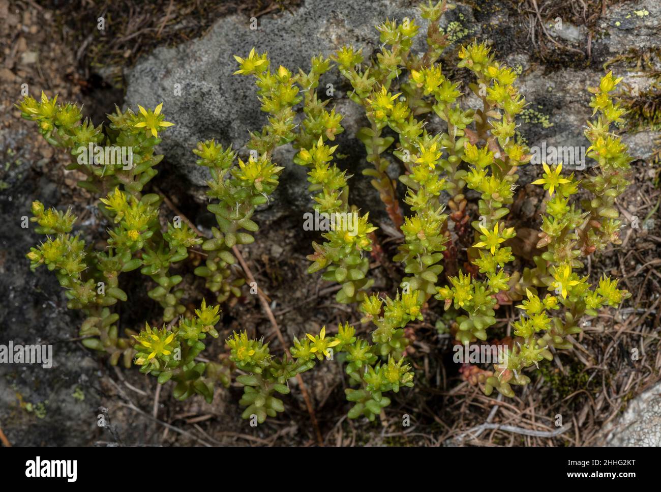 Annual Stonecrop, Sedum annuum, in flower in the Alps Stock Photo - Alamy