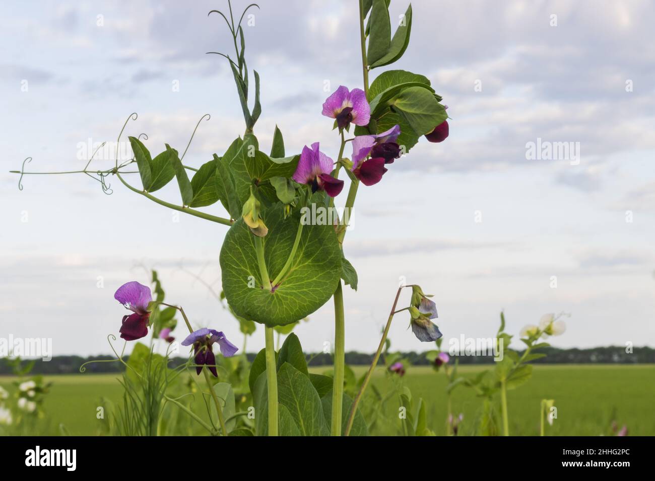 Crop rotation pea hi-res stock photography and images - Alamy