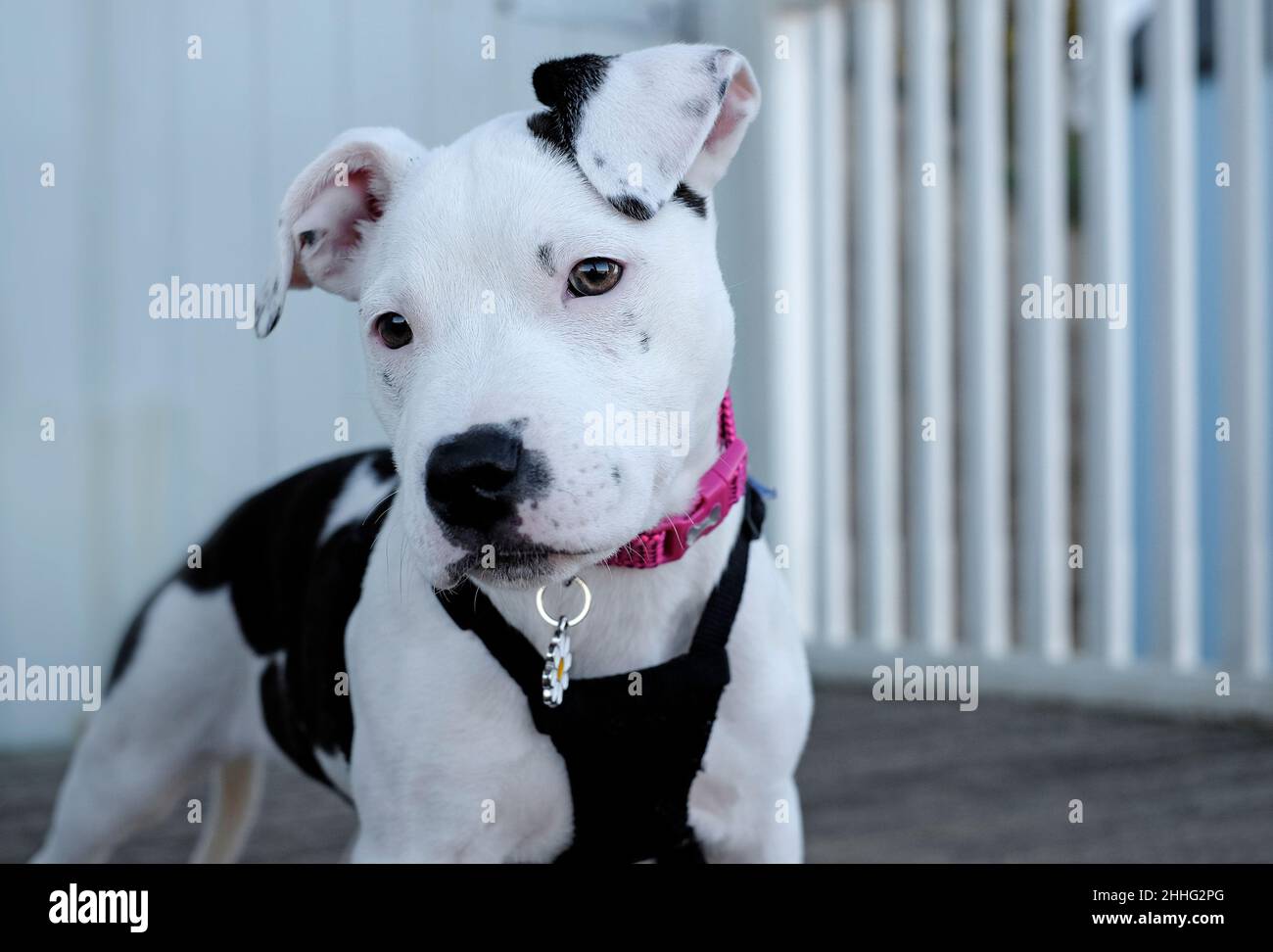 cute staffordshire bull terrier puppy dog Stock Photo - Alamy
