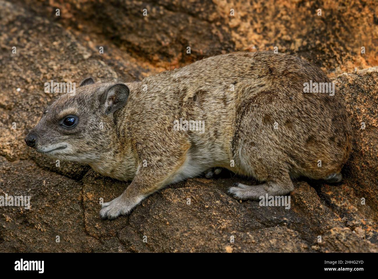 African rabbit hi-res stock photography and images - Alamy