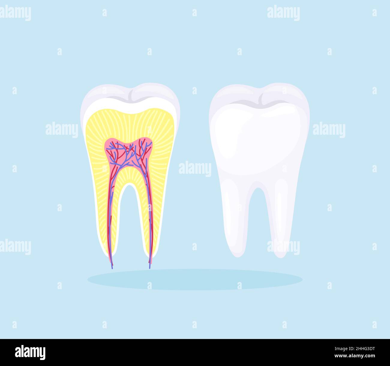Teeth Structure Stock Vector Images - Alamy