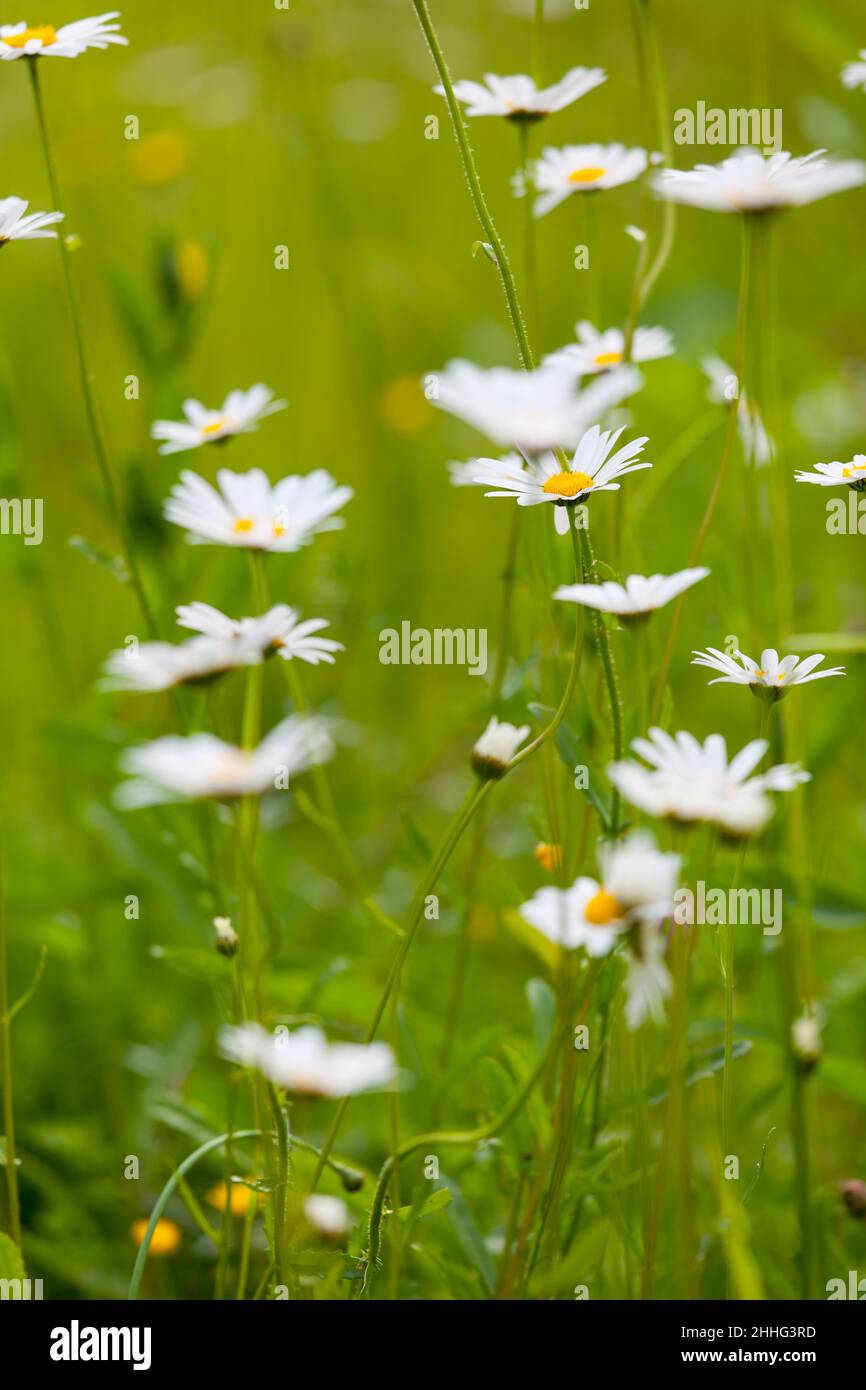 Daisies forget me not flowers hi-res stock photography and images - Alamy