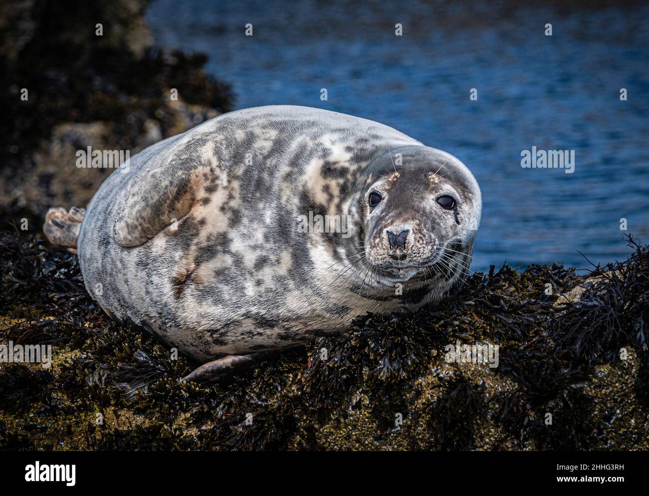 Grey seal rocks hi-res stock photography and images - Alamy