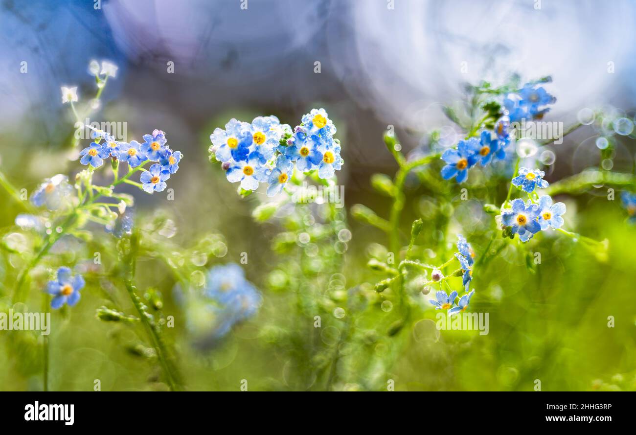 forget me nots, daisies, water, landscape, forest Stock Photo - Alamy
