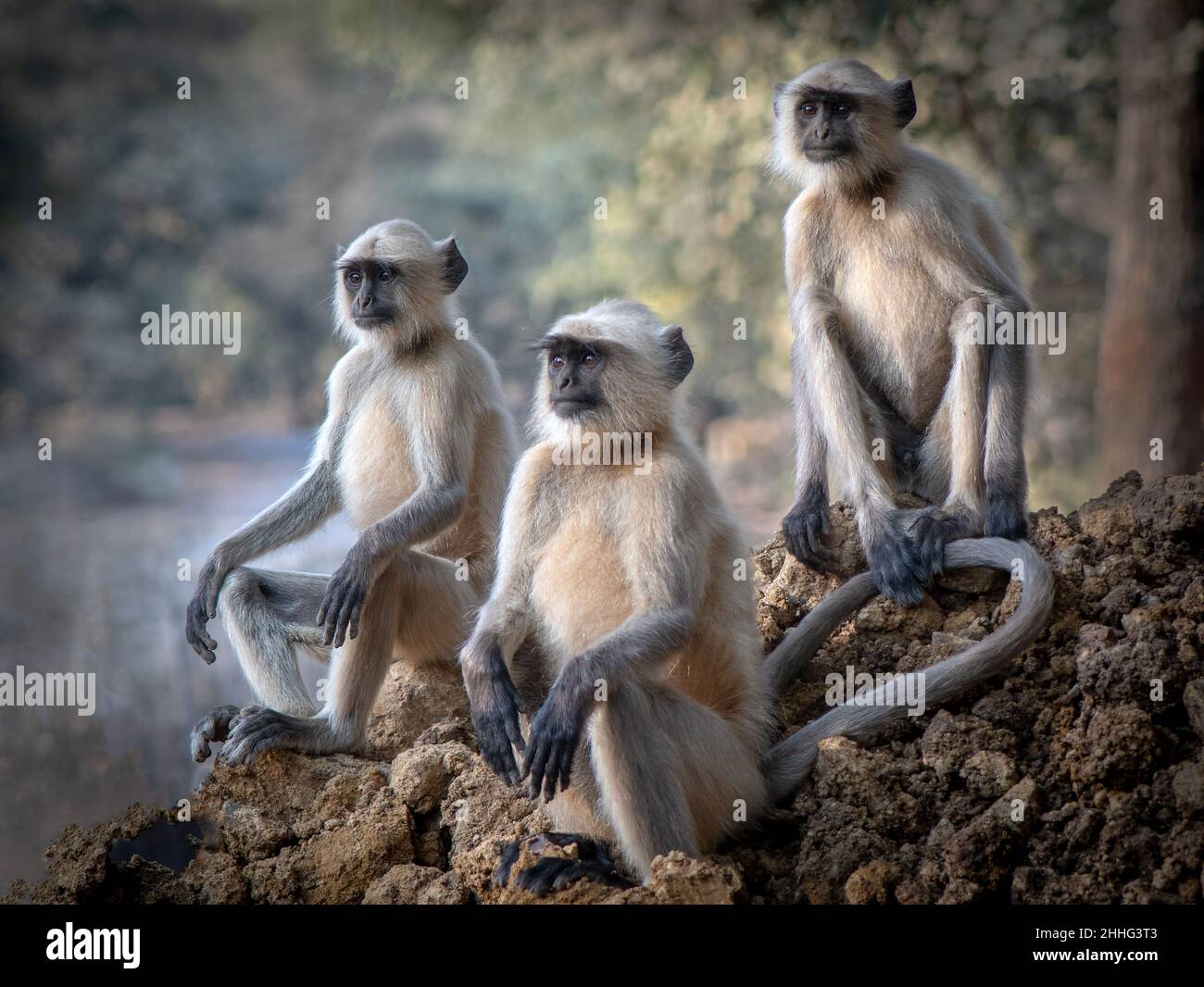 Three Gray Langur monkeys sitting Stock Photo - Alamy